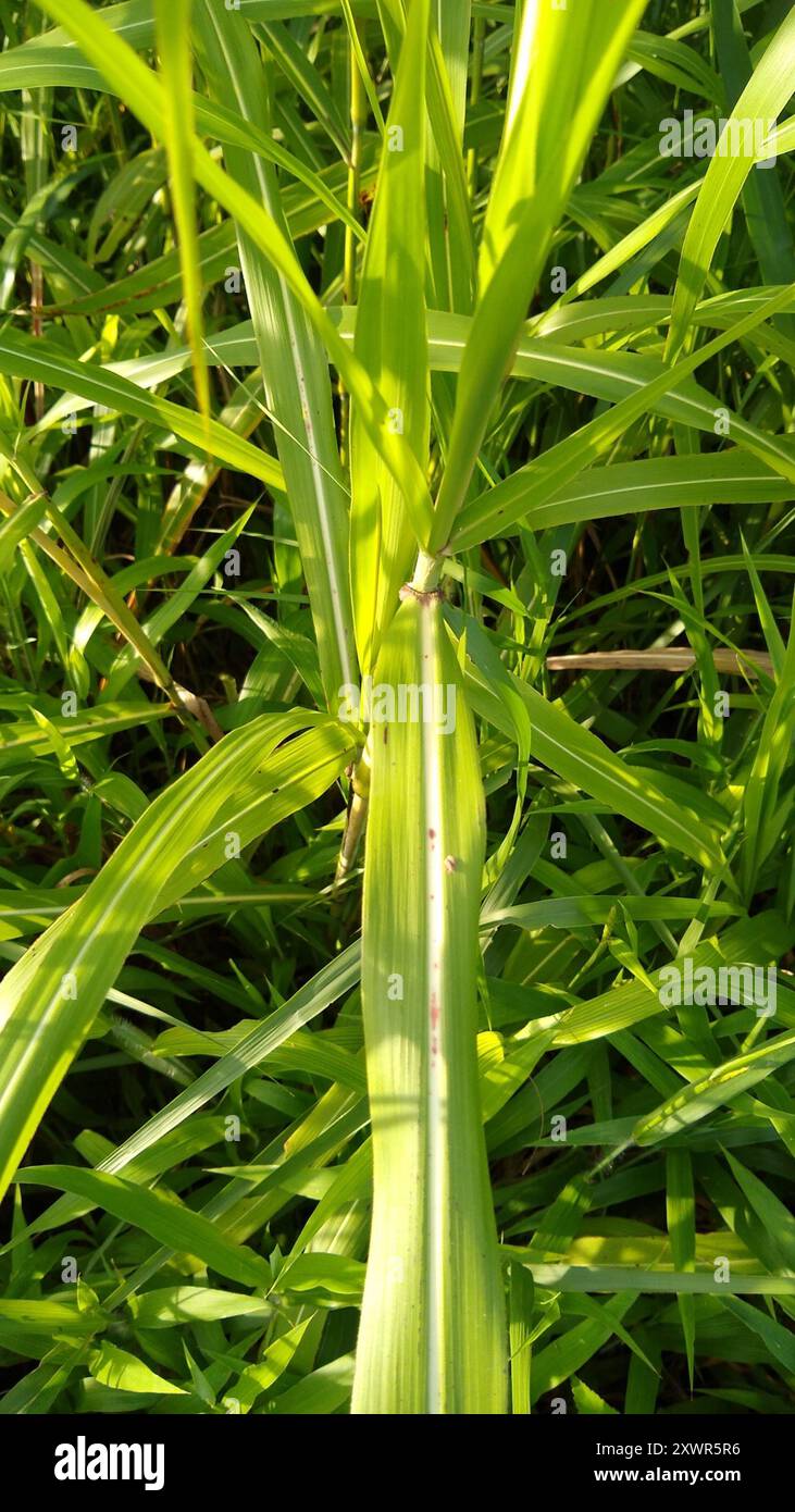 Johnson grass (Sorghum halepense) Plantae Stock Photo - Alamy