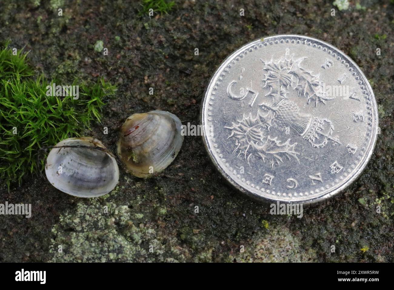 European Fingernail Clam (Sphaerium corneum) Mollusca Stock Photo - Alamy