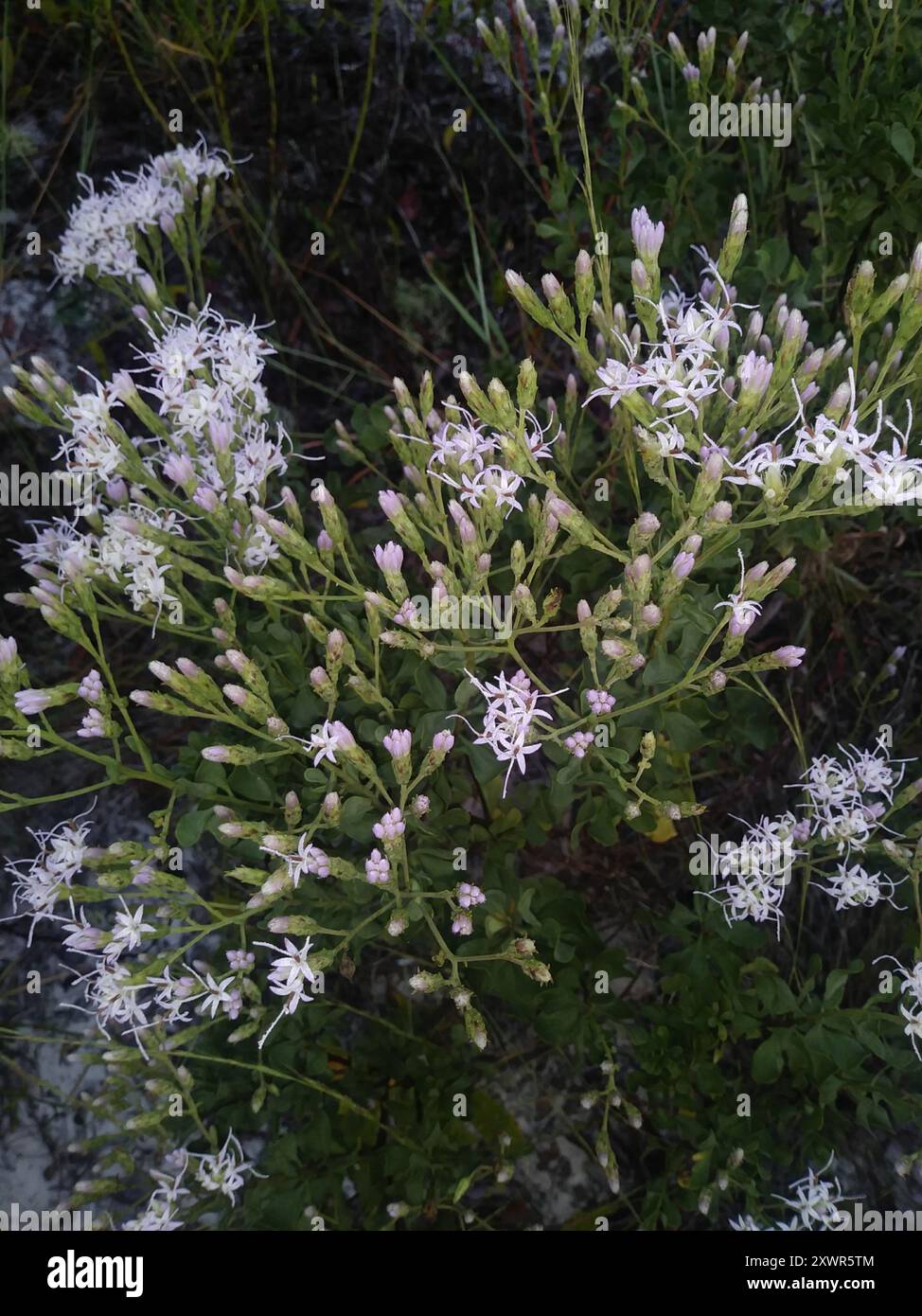 garberia (Garberia heterophylla) Plantae Stock Photo - Alamy