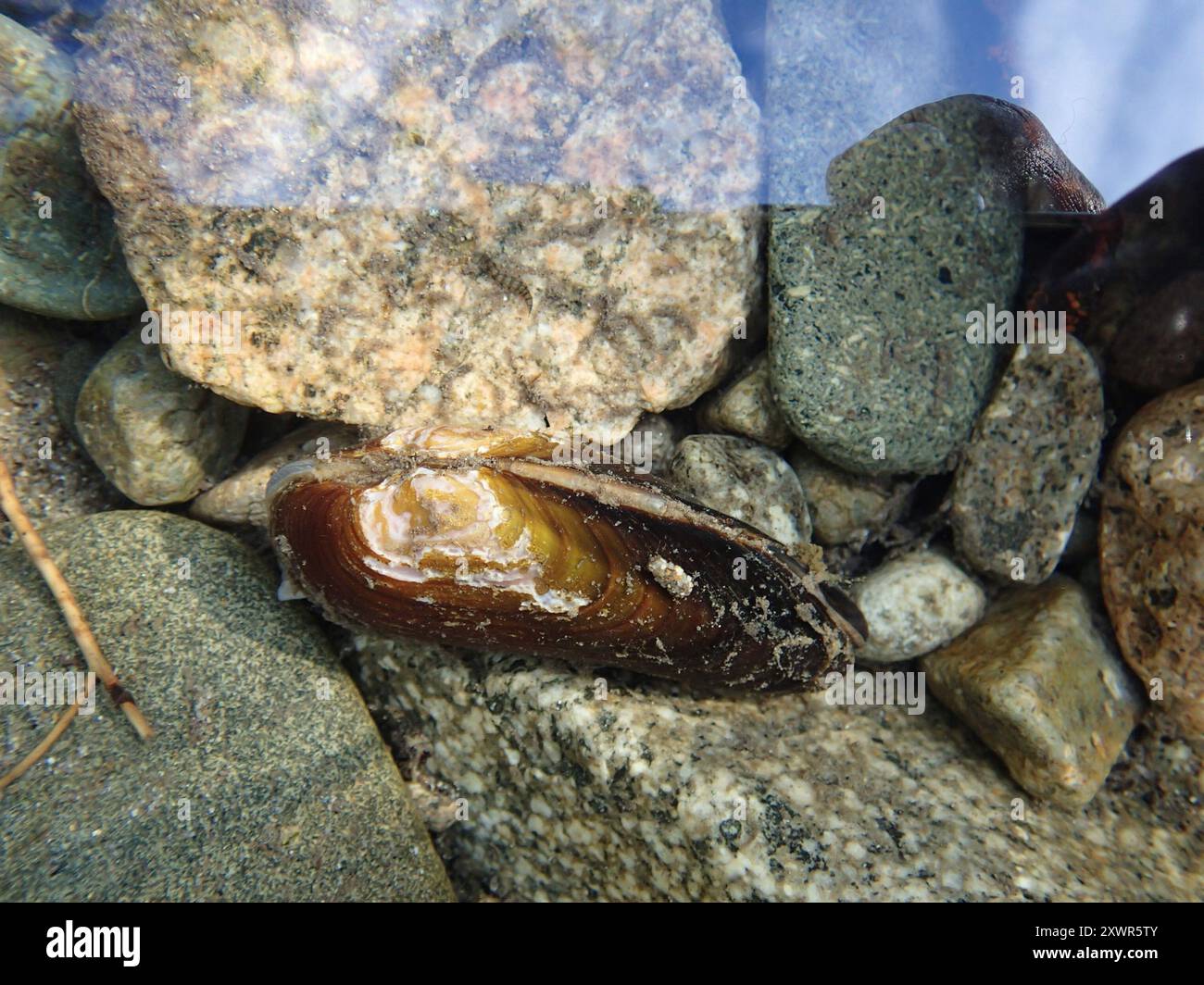 Western Pearlshell (Margaritifera falcata) Mollusca Stock Photo - Alamy