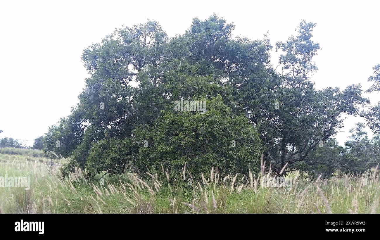 Lama (Diospyros sandwicensis) Plantae Stock Photo - Alamy