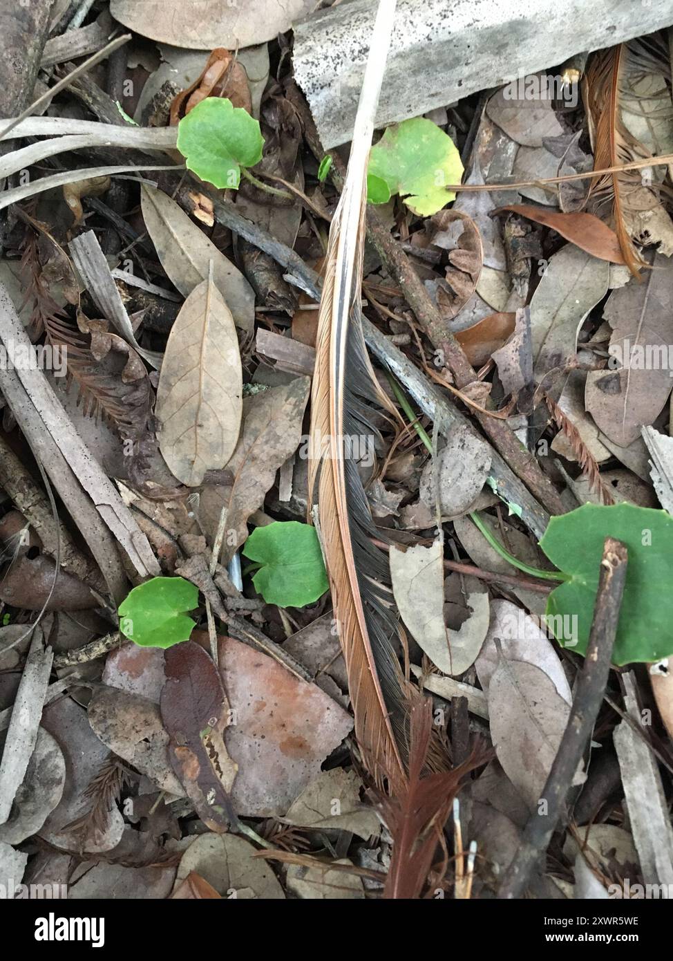 Domestic Chicken (Gallus gallus domesticus) Aves Stock Photo - Alamy