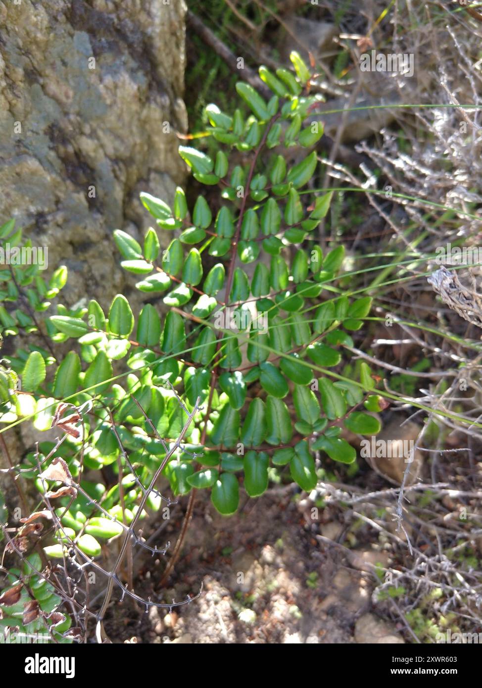 Myrtle Fern (Pellaea pteroides) Plantae Stock Photo - Alamy