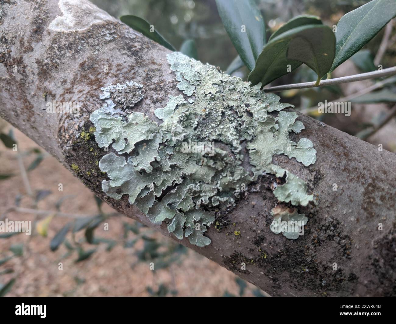 common greenshield lichen (Flavoparmelia caperata) Fungi Stock Photo ...