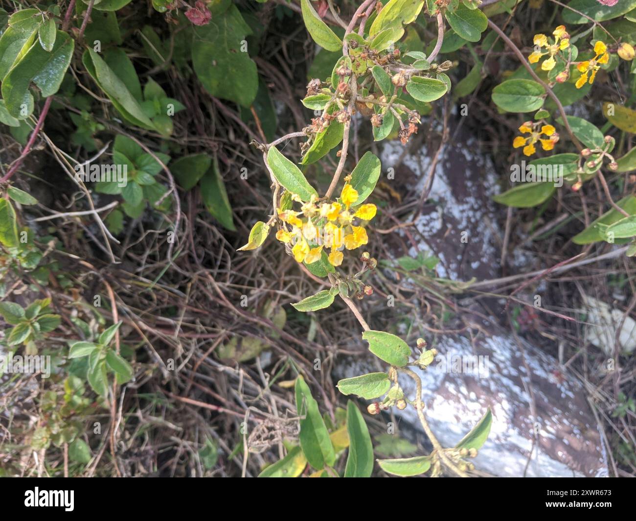 (Gaudichaudia cynanchoides) Plantae Stock Photo - Alamy