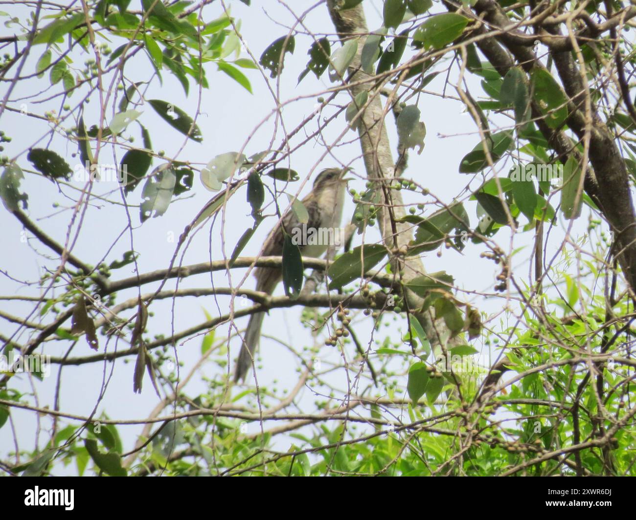 Striped Cuckoo (Tapera naevia) Aves Stock Photo - Alamy