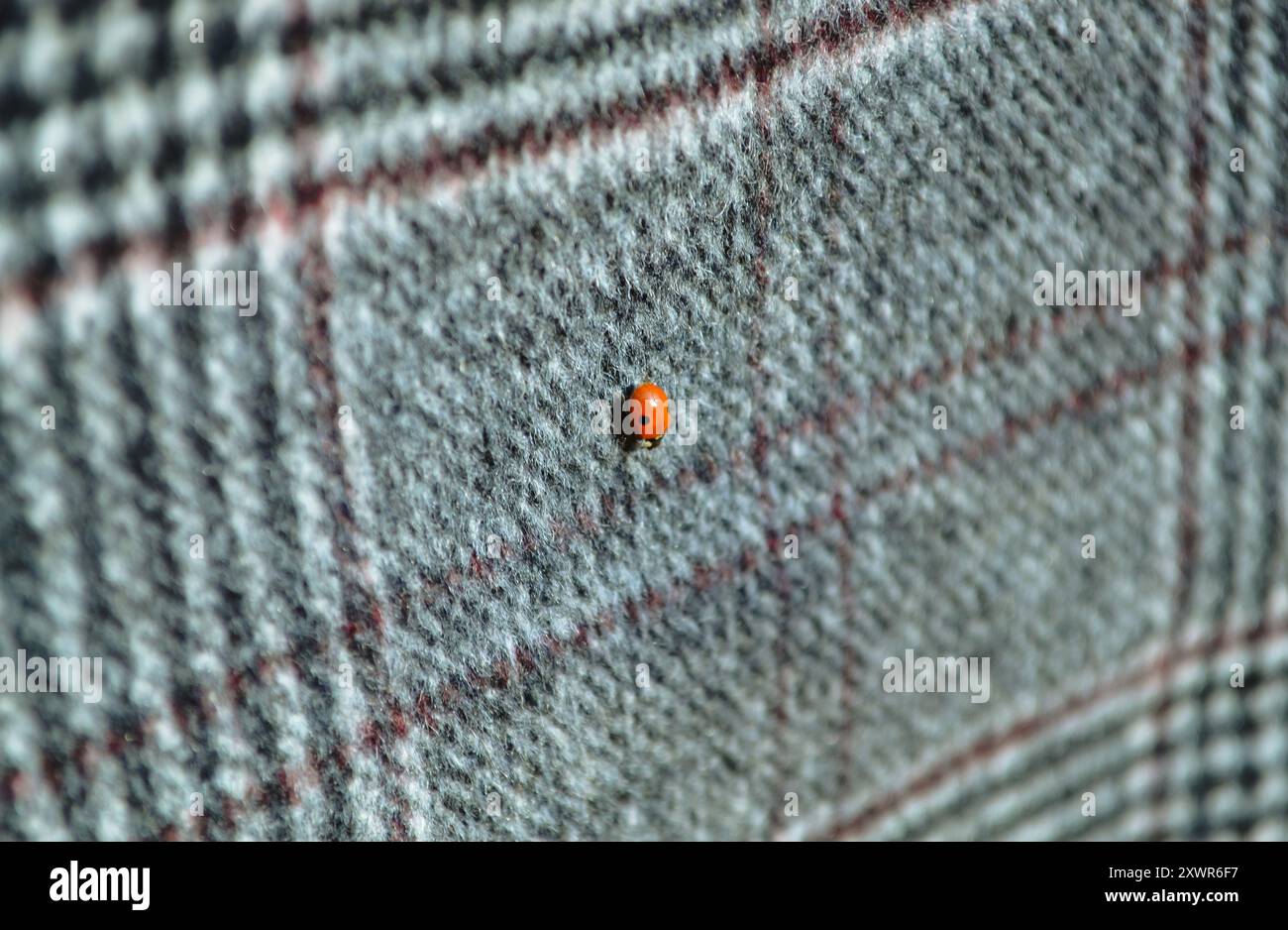 Orange ladybug sits on a woolen checkered material Stock Photo - Alamy
