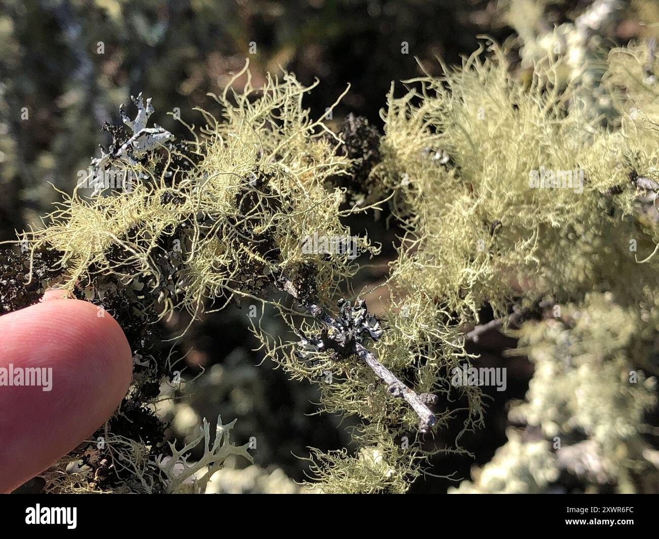 beard lichens (Usnea) Fungi Stock Photo - Alamy