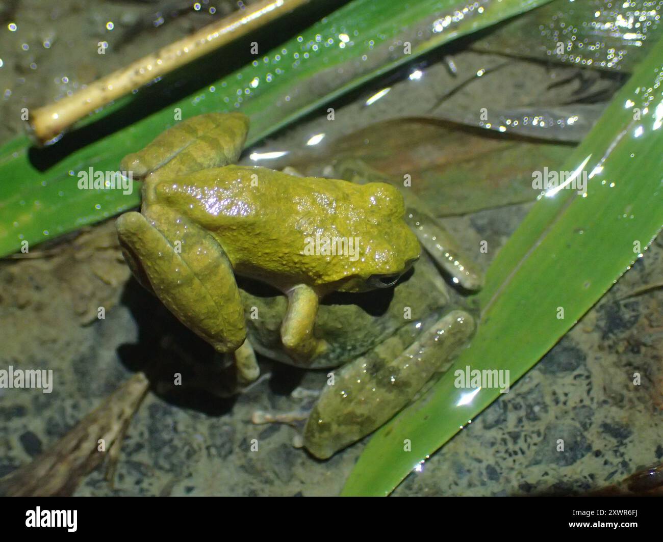 Ota's stream tree frog (Buergeria otai) Amphibia Stock Photo - Alamy