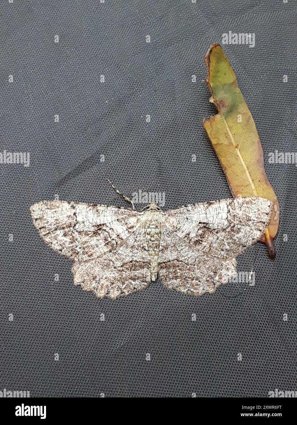 Giant Gray Moth (Cymatophora approximaria) Insecta Stock Photo - Alamy