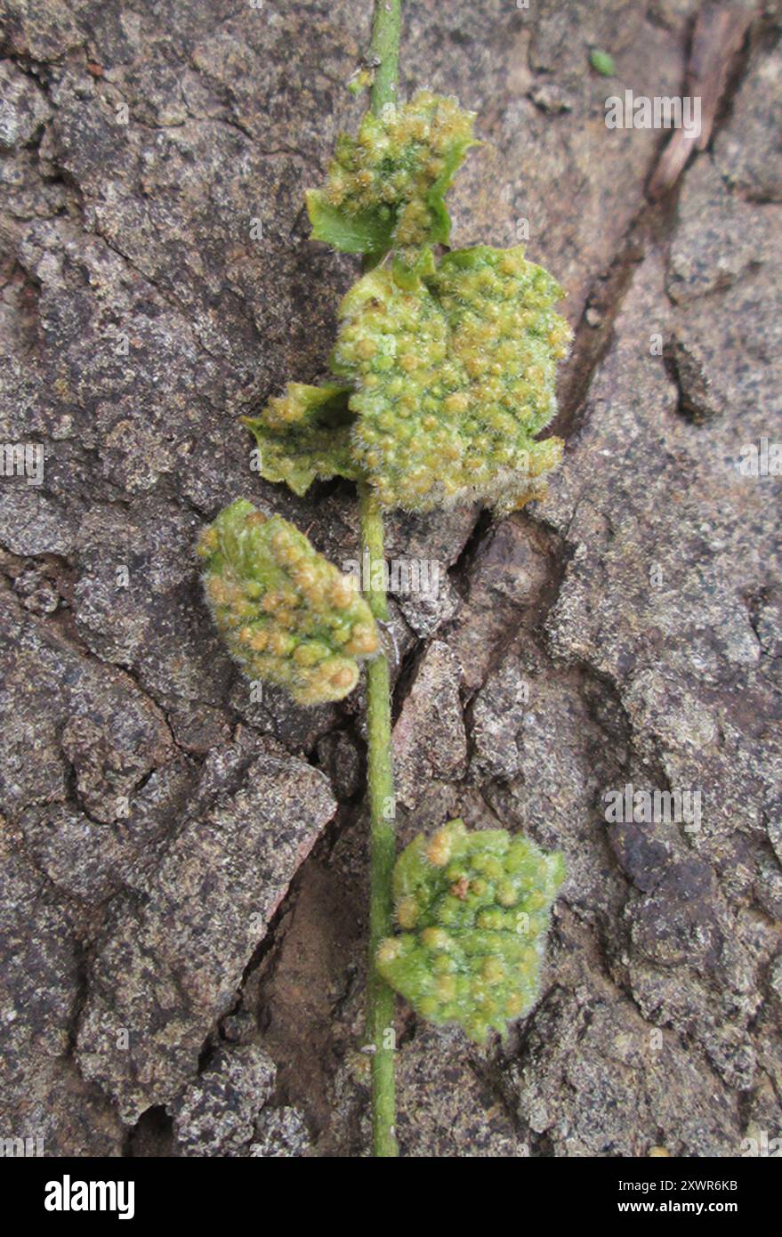 Hibiscus micranthus hi-res stock photography and images - Alamy