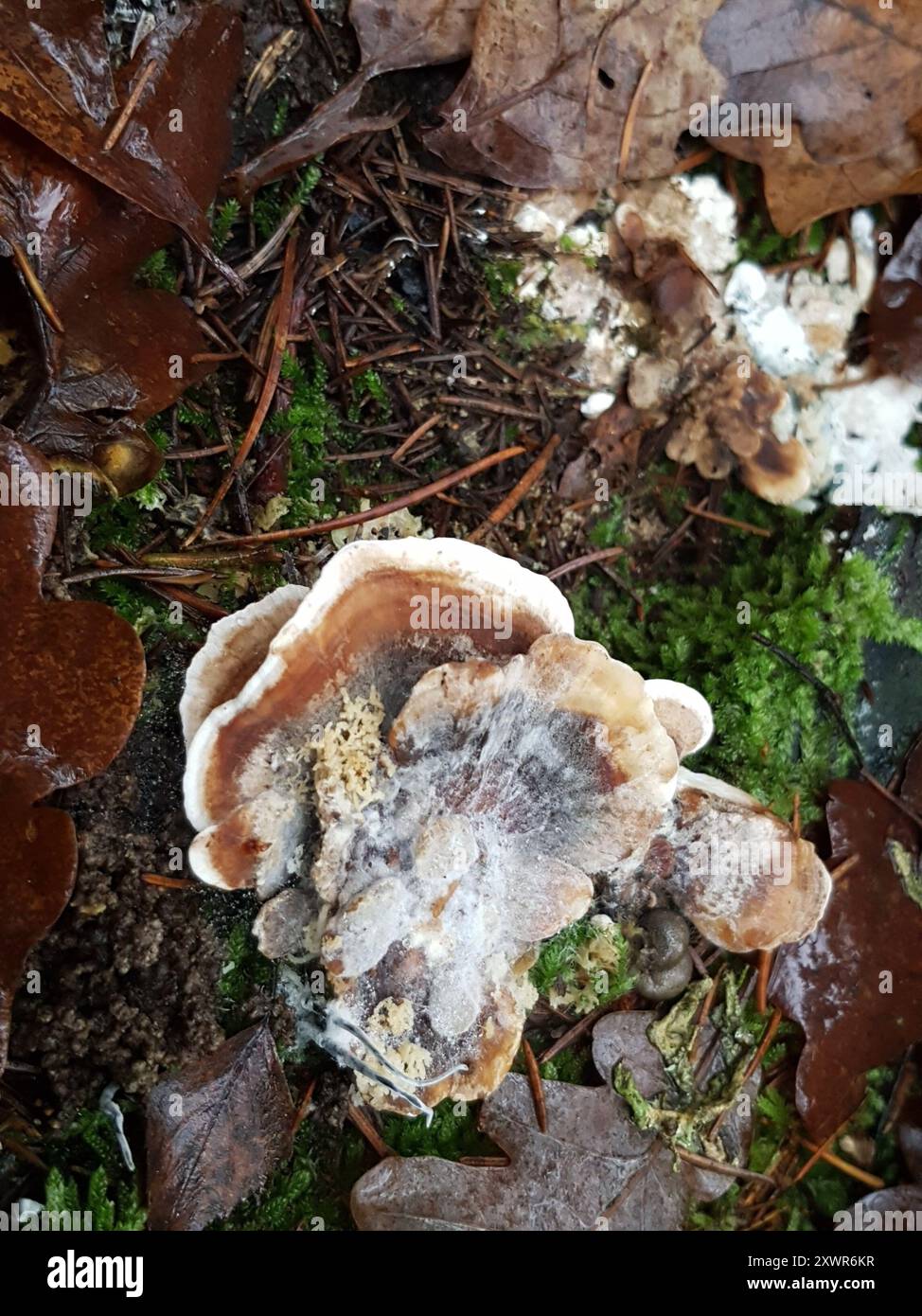 shelf fungi (Polyporales) Fungi Stock Photo - Alamy