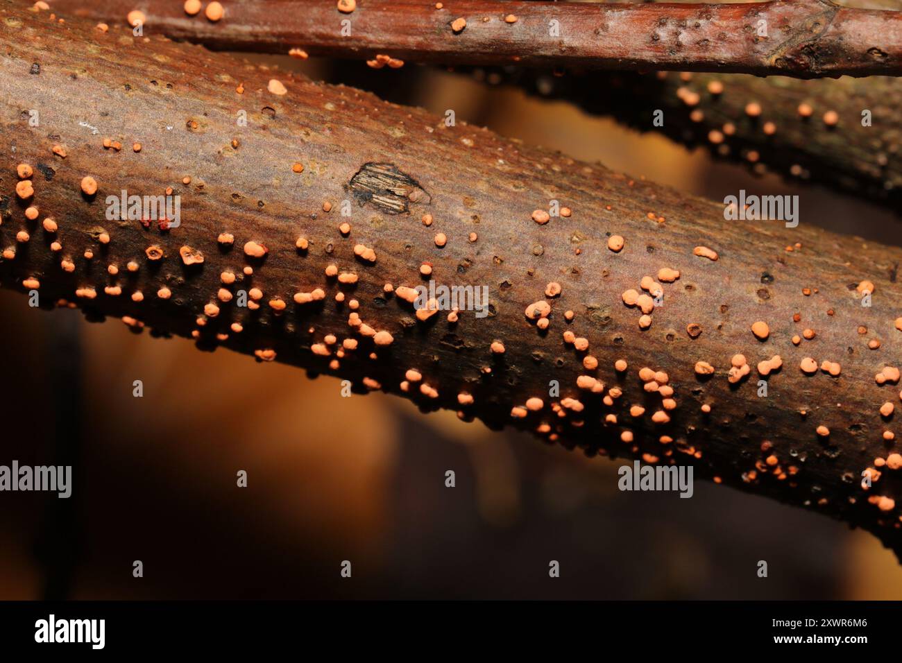 Coral Spot (Nectria cinnabarina) Fungi Stock Photo - Alamy