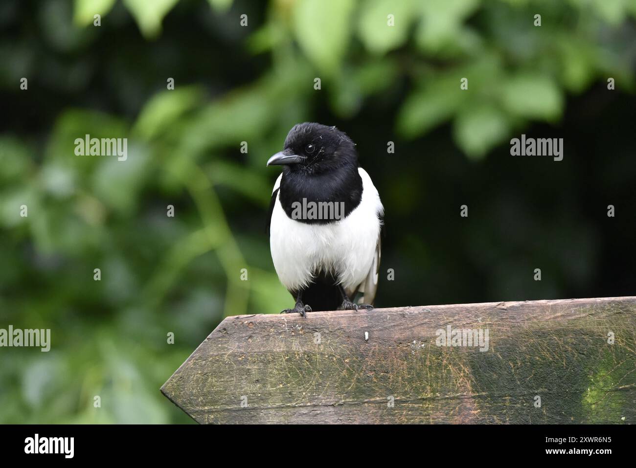 Claws over front hi-res stock photography and images - Alamy