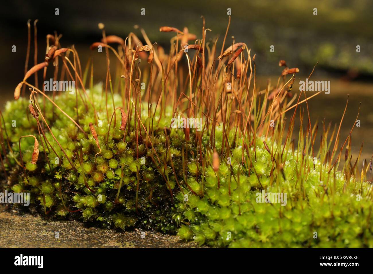Capillary Thread-moss (Ptychostomum capillare) Plantae Stock Photo - Alamy