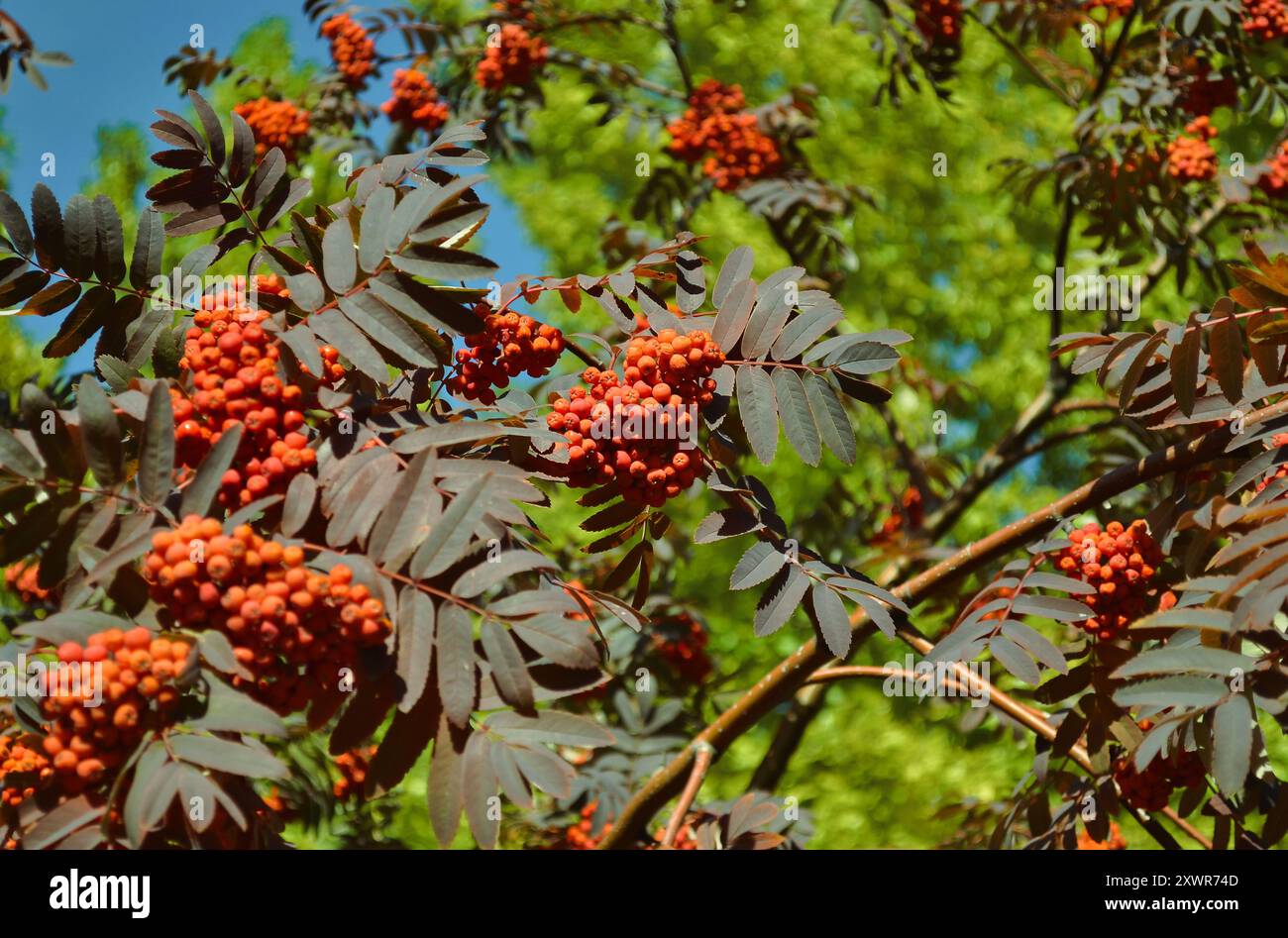 Sunlit mountain ash leaves hi-res stock photography and images - Alamy