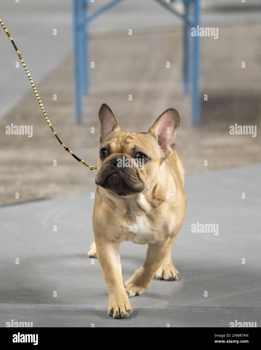 Tan French bulldog with a nice gold chain and lead walking through a ...