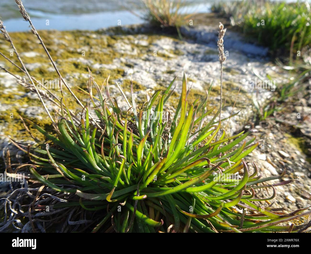 Sea Plantain (Plantago maritima) Plantae Stock Photo - Alamy