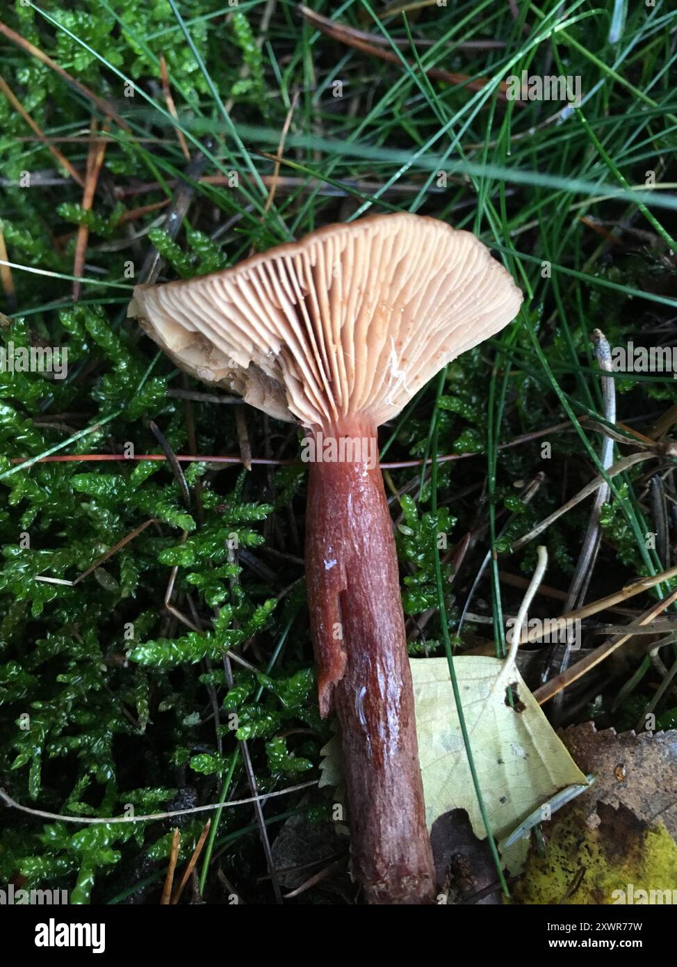 Rufus milkcap hi-res stock photography and images - Alamy