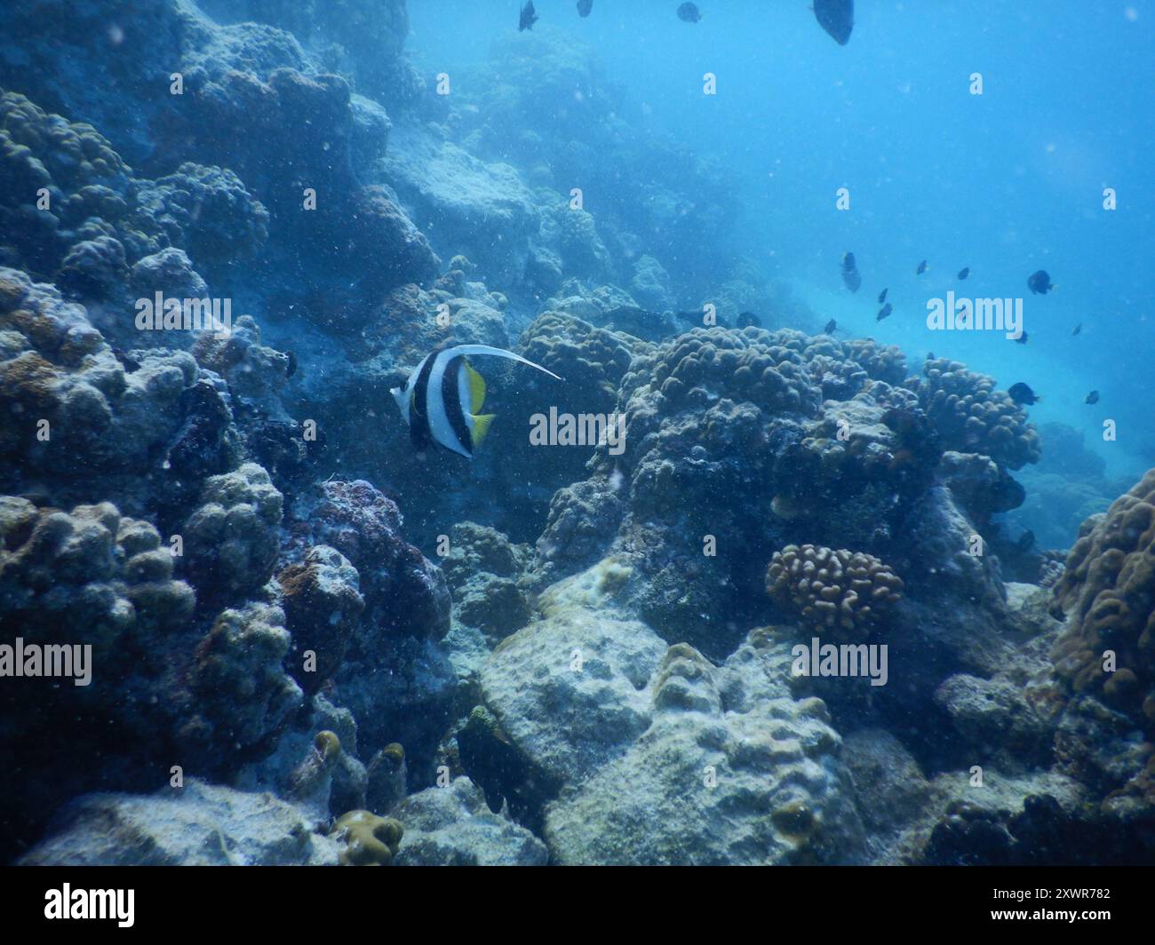 Longfin Bannerfish (Heniochus acuminatus) Actinopterygii Stock Photo ...