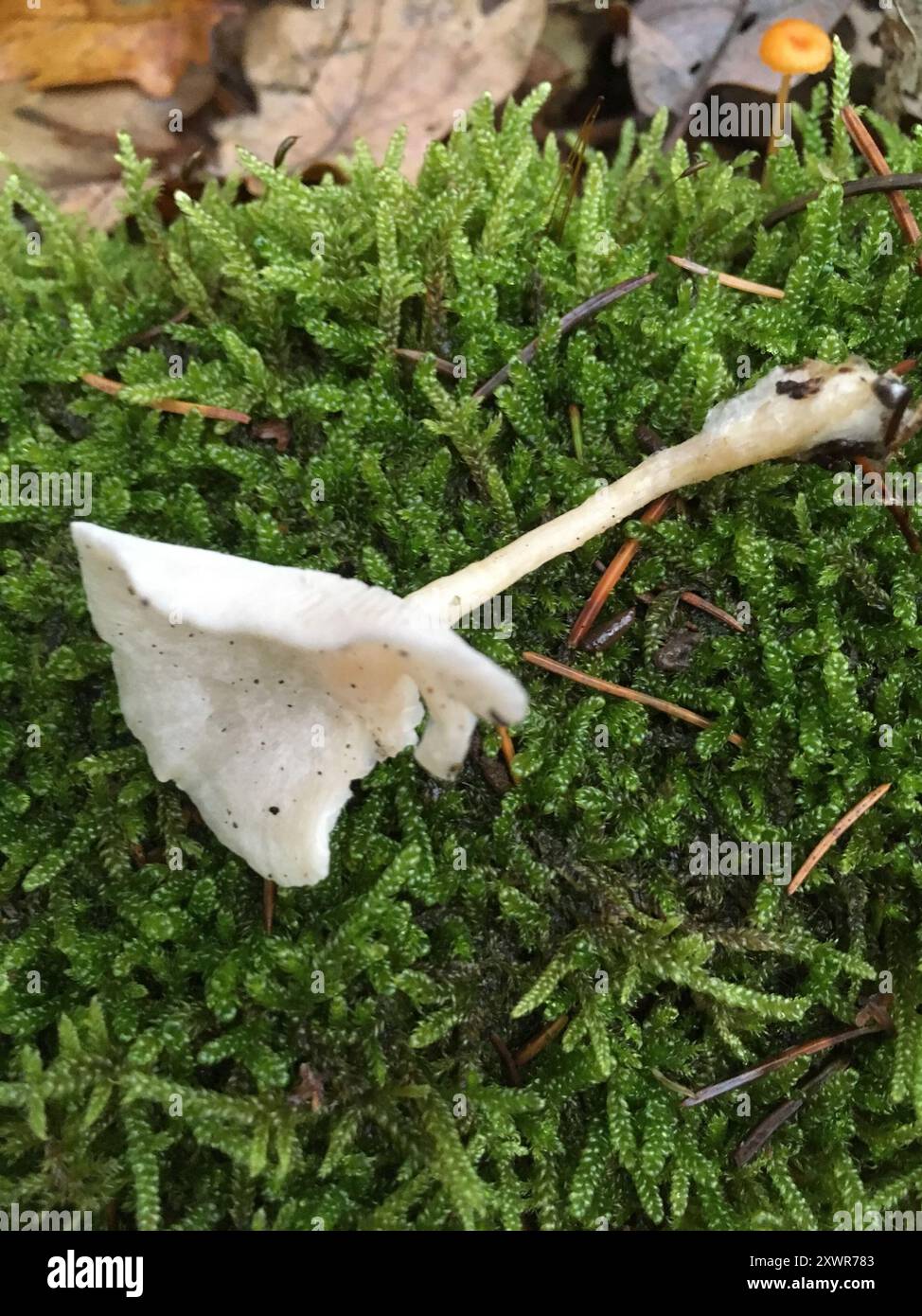 Fragrant Funnel (Clitocybe fragrans) Fungi Stock Photo - Alamy
