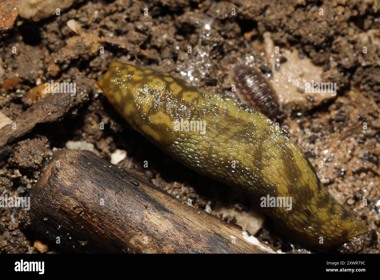 Green Cellar Slug (Limacus maculatus) Mollusca Stock Photo - Alamy