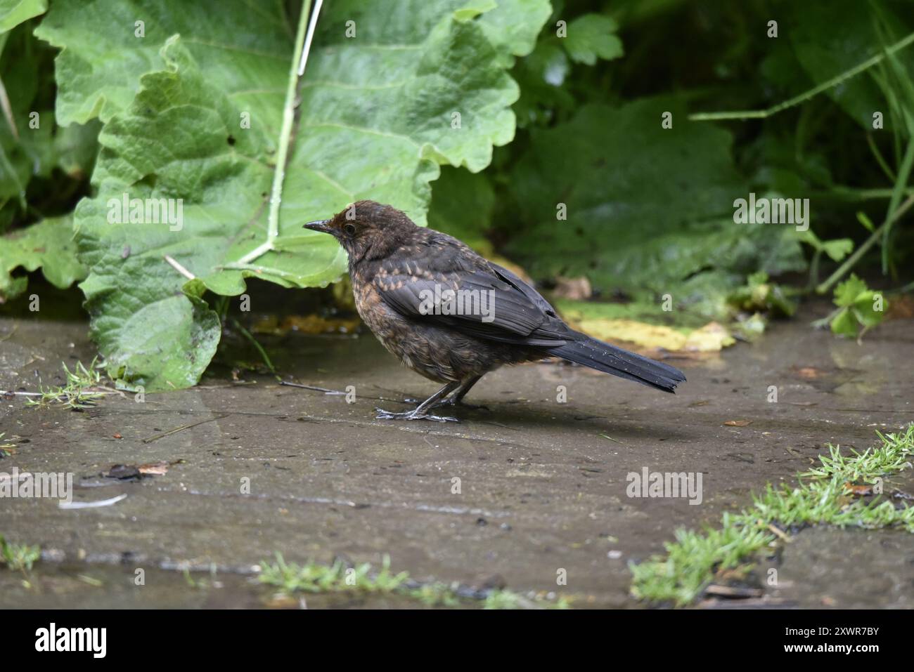 Juvenile Common Blackbird (Turdus merula) Standing on Muddy Ground in ...