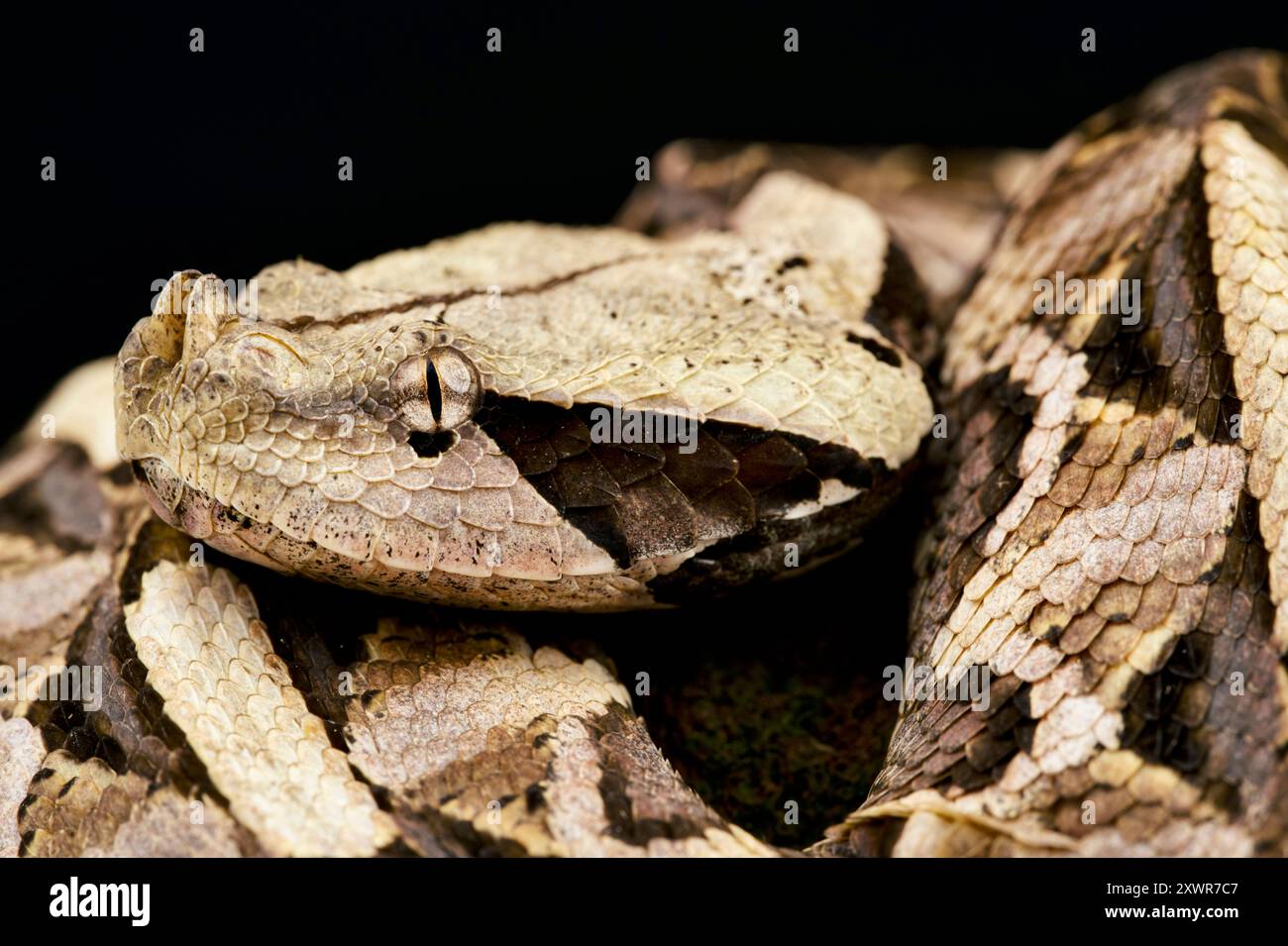 West African Gaboon Viper (Bitis rhinoceros Stock Photo - Alamy