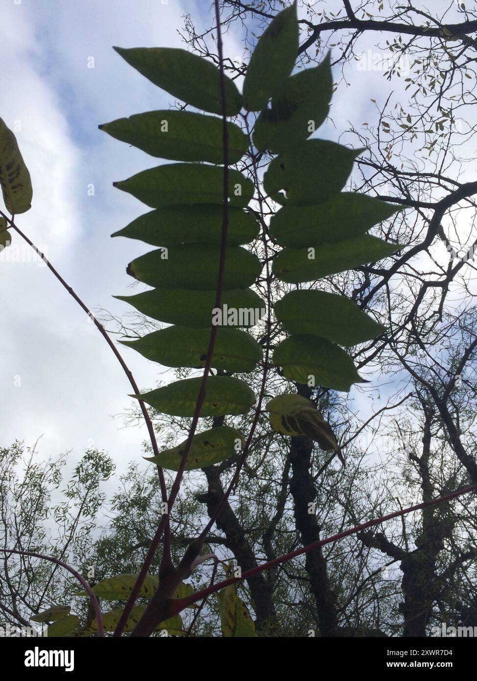 tree-of-heaven (Ailanthus altissima) Plantae Stock Photo - Alamy