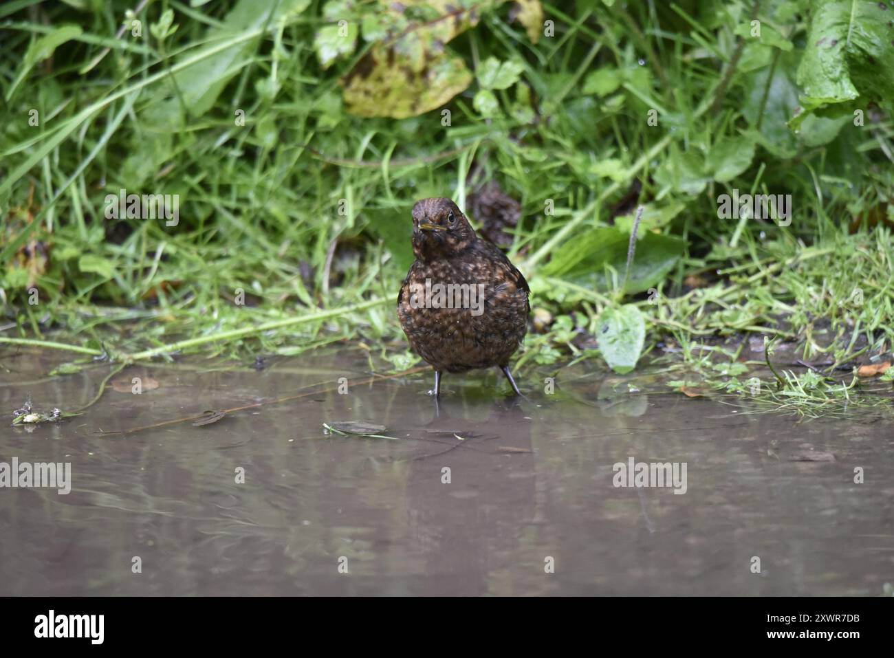 Juvenile Common Blackbird (Turdus merula) Standing in Shallow, Muddy ...