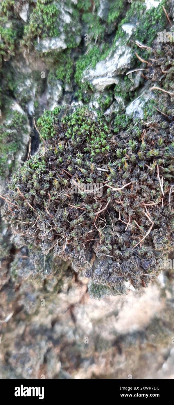 joint-toothed mosses (Bryopsida) Plantae Stock Photo - Alamy