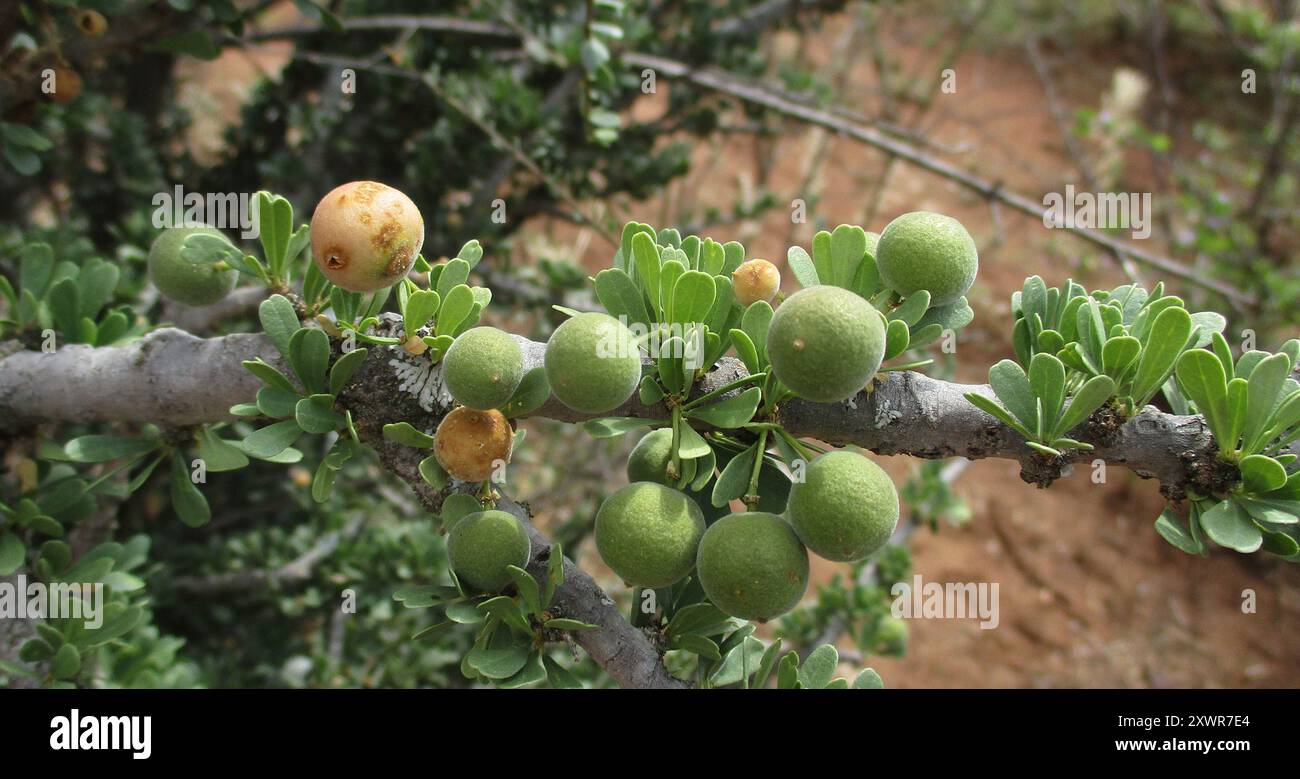Stink Shepherdstree (Boscia foetida) Plantae Stock Photo - Alamy