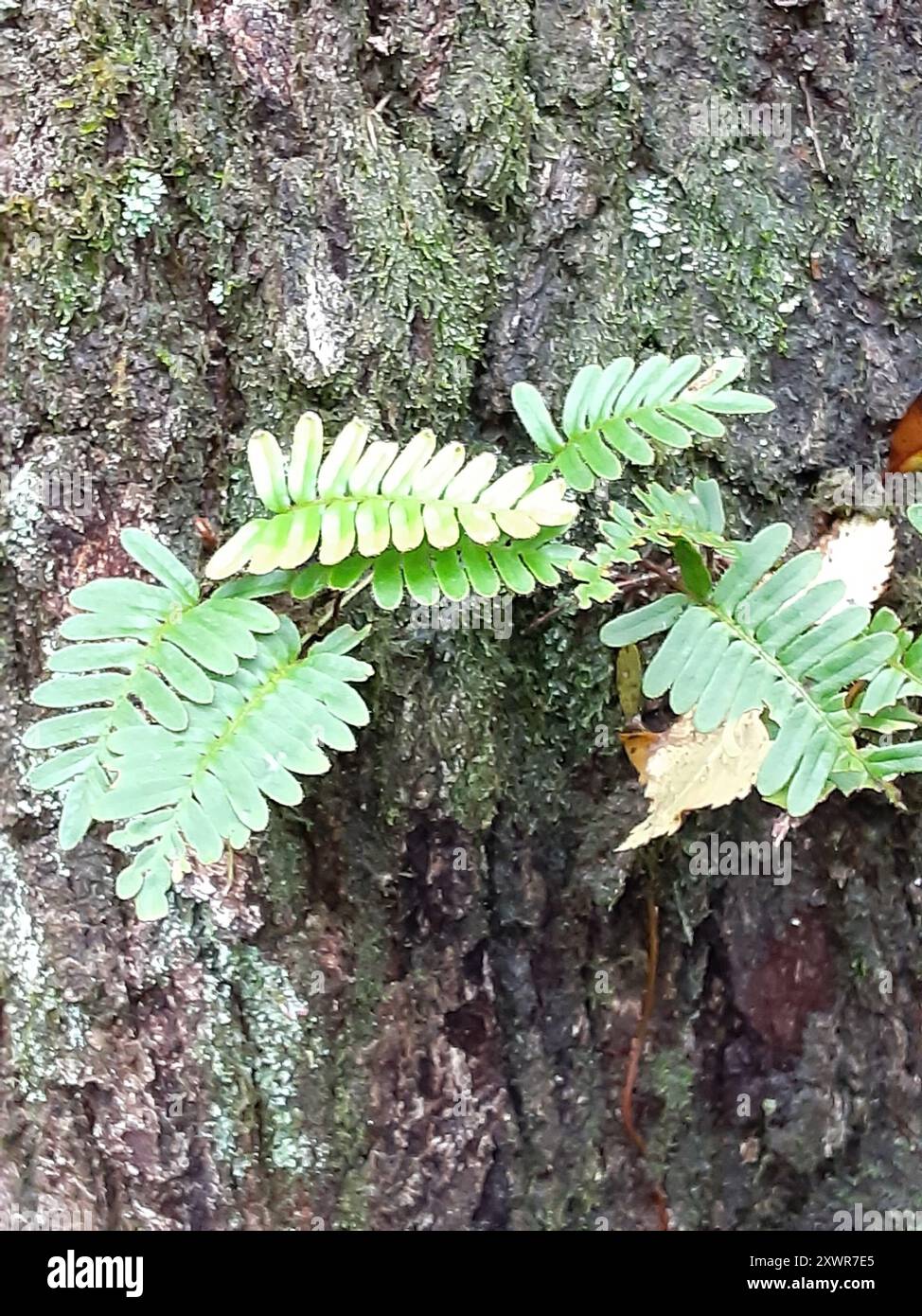 resurrection fern (Pleopeltis michauxiana) Plantae Stock Photo - Alamy
