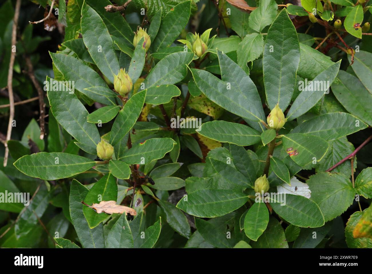 Common Rhododendron (Rhododendron ponticum) Plantae Stock Photo - Alamy