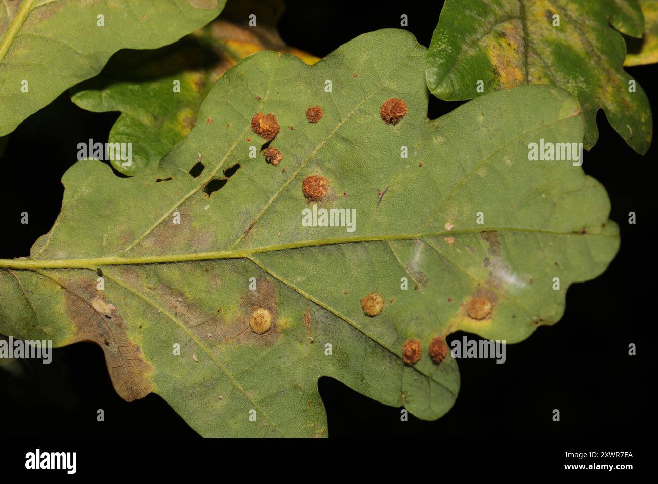 Common Spangle Gall Wasp (Neuroterus quercusbaccarum) Insecta Stock ...