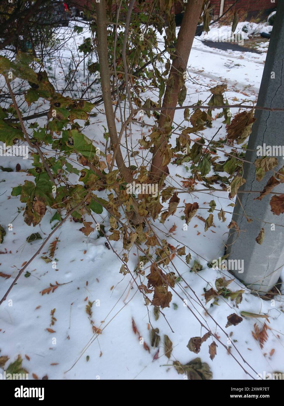 plants (Plantae) Plantae Stock Photo - Alamy