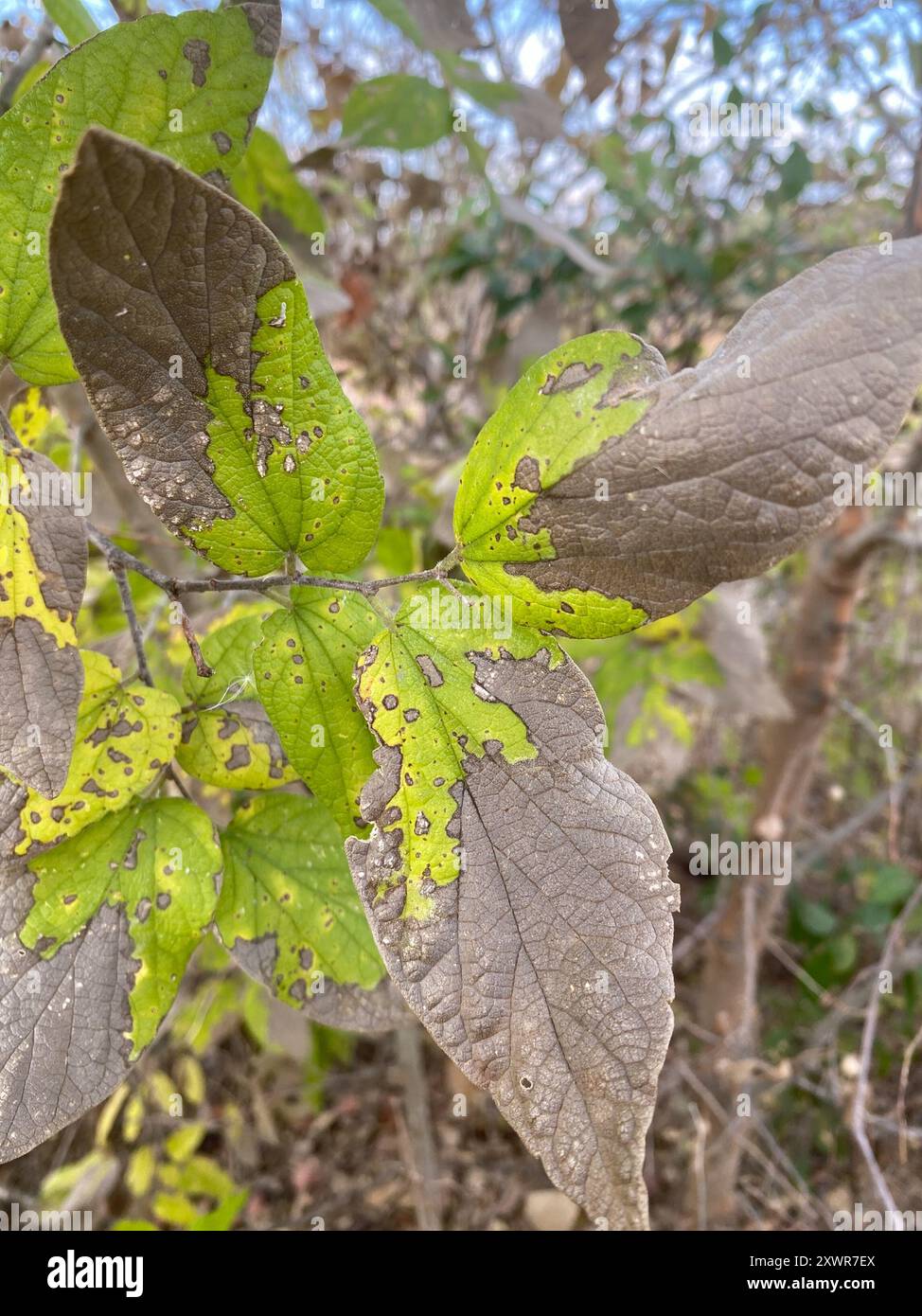 netleaf hackberry (Celtis reticulata) Plantae Stock Photo - Alamy