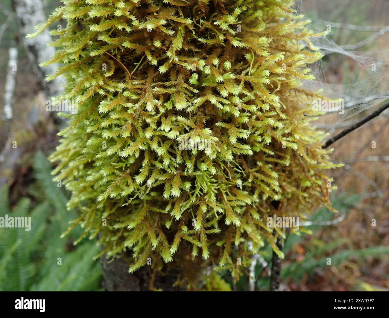 Pendulous Wing-moss (Antitrichia curtipendula) Plantae Stock Photo - Alamy
