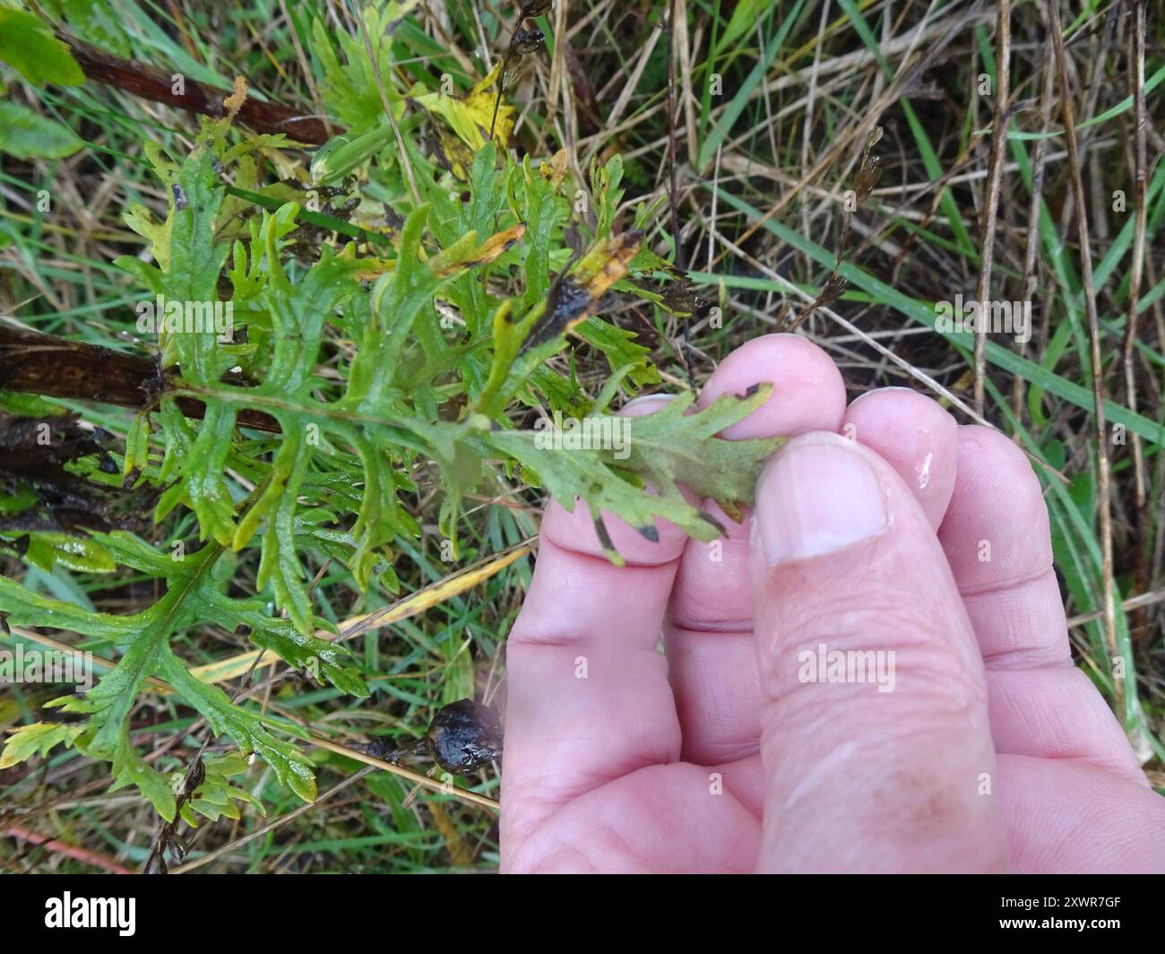 Hoary Ragwort (Jacobaea erucifolia) Plantae Stock Photo - Alamy