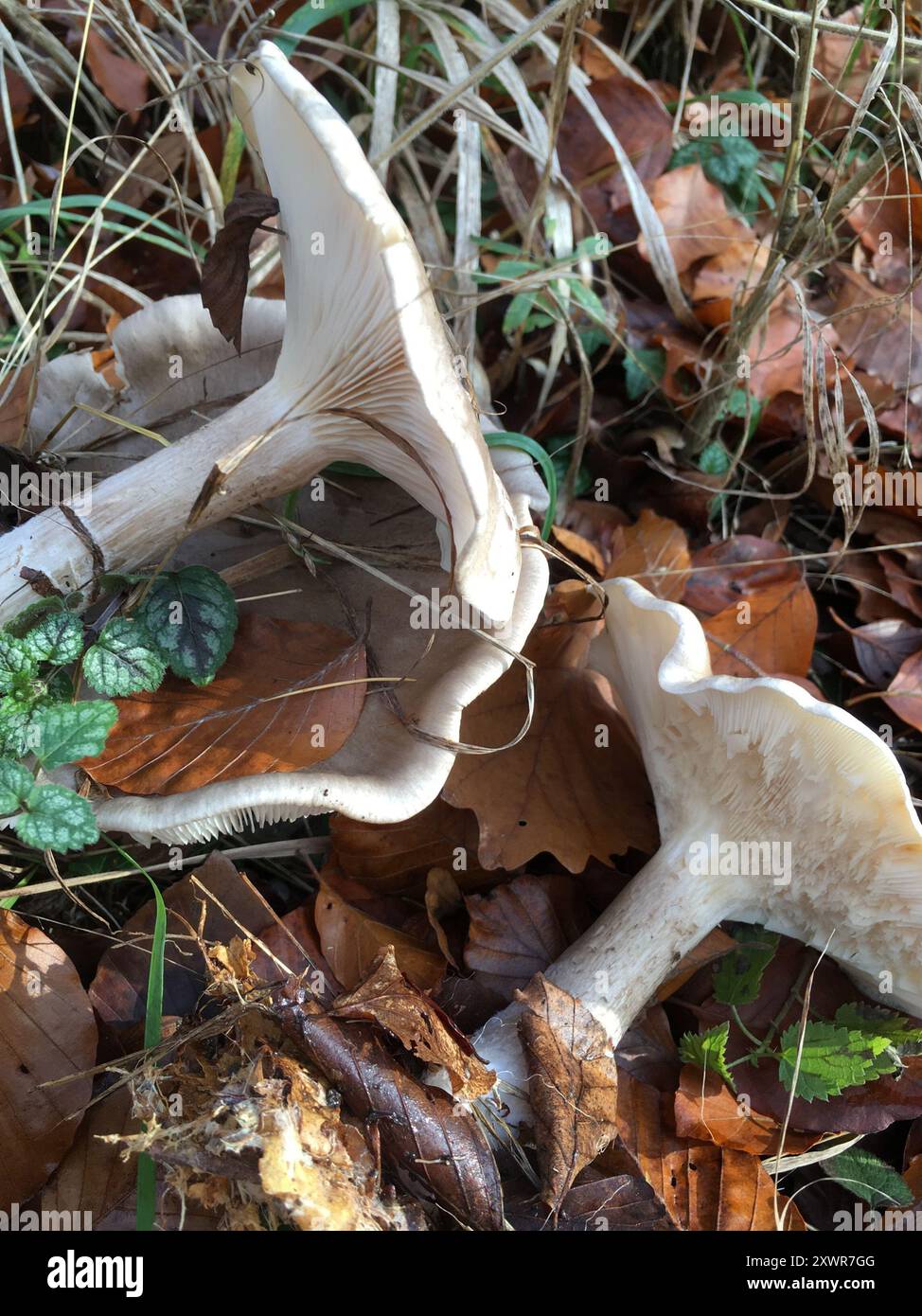Cloudy Clitocybe (Clitocybe nebularis) Fungi Stock Photo - Alamy