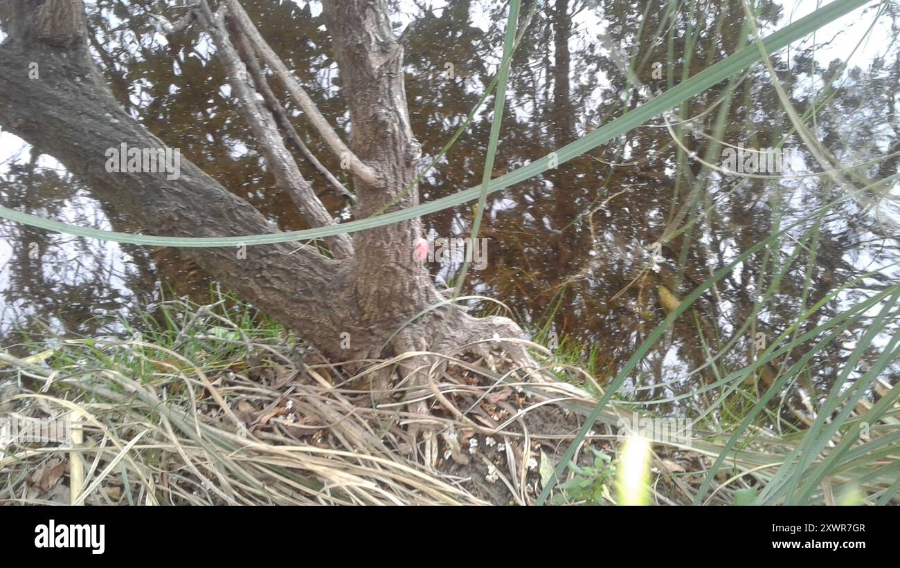 Channeled Apple Snail (Pomacea canaliculata) Mollusca Stock Photo - Alamy