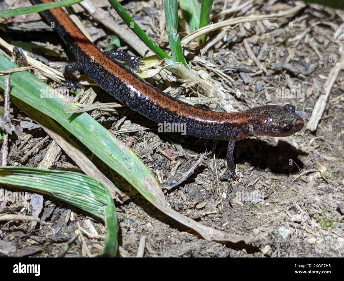 Eastern Red-backed Salamander (Plethodon cinereus) Amphibia Stock Photo ...