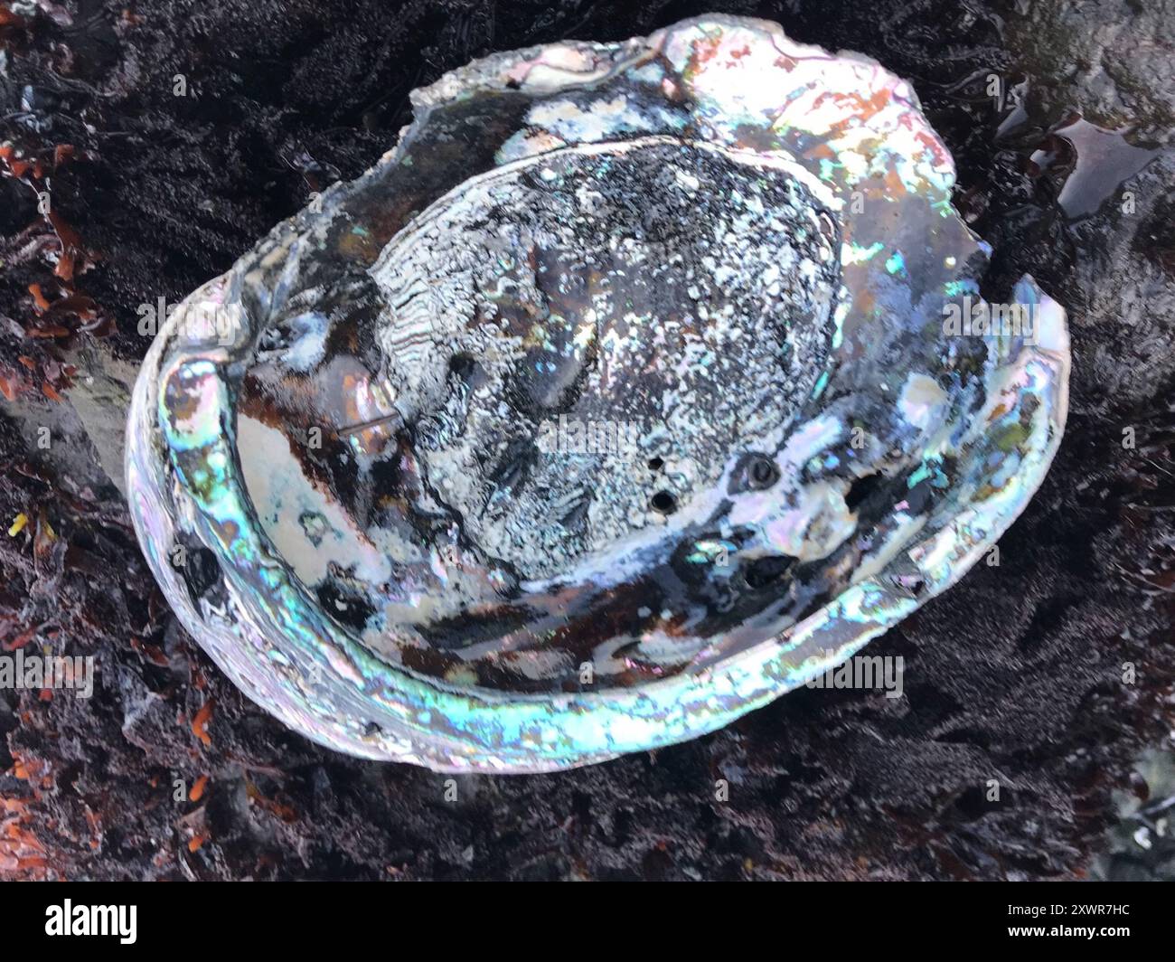 Abalone haliotis rufescens hi-res stock photography and images - Alamy