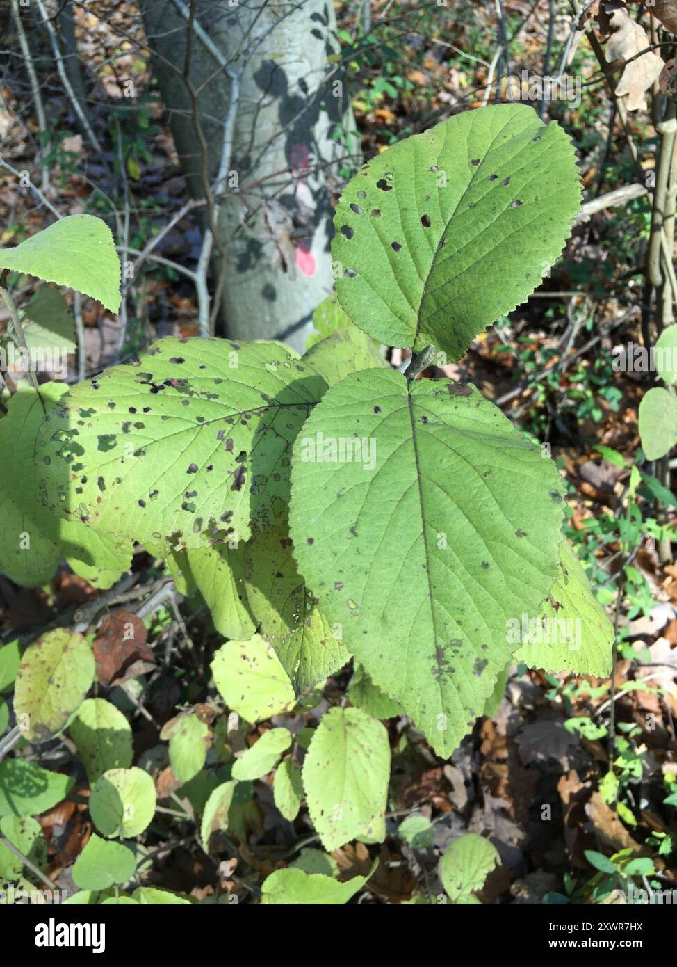Wayfaring-tree (Viburnum lantana) Plantae Stock Photo - Alamy