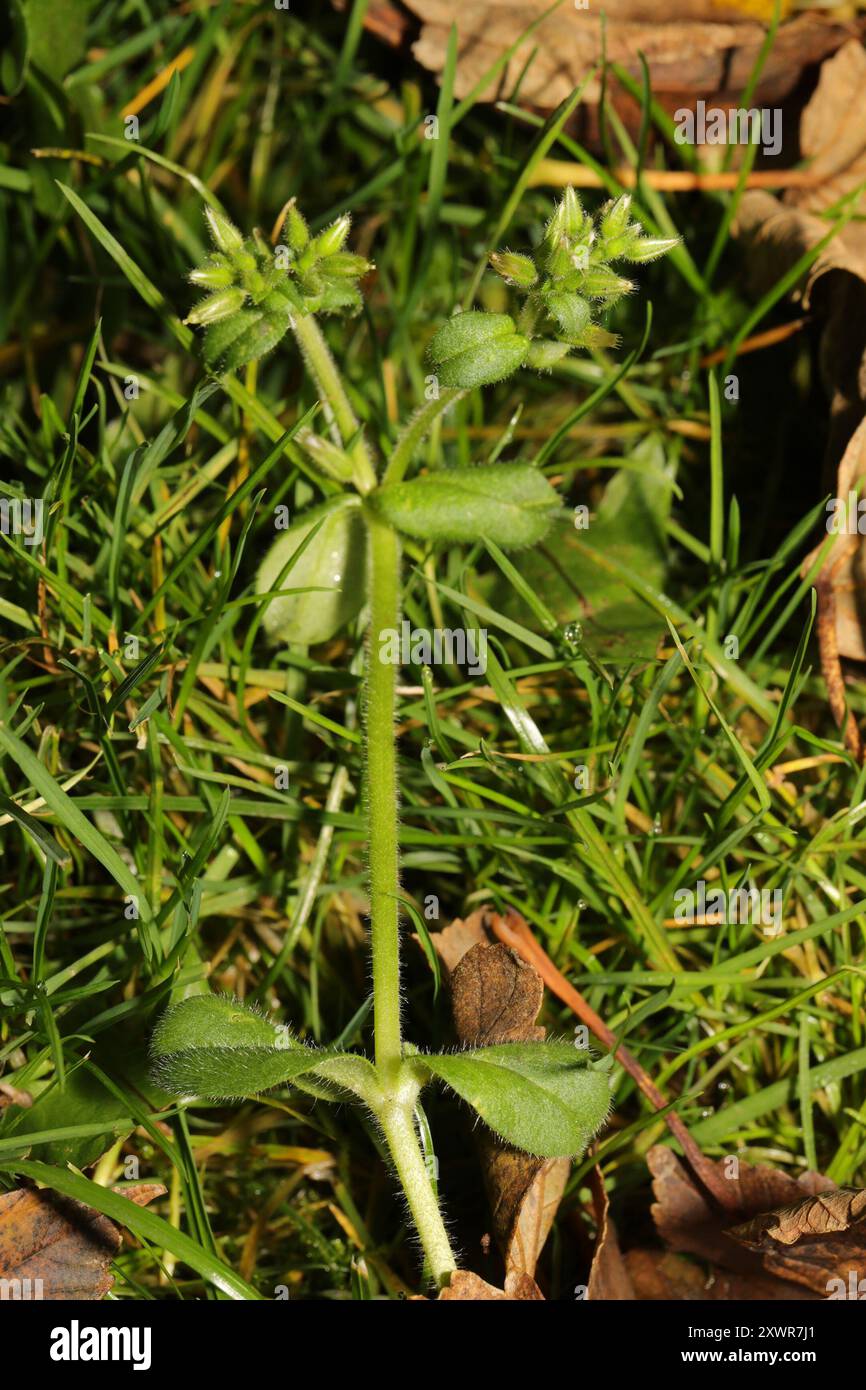Sticky mouse-ear chickweed (Cerastium glomeratum) Plantae Stock Photo ...