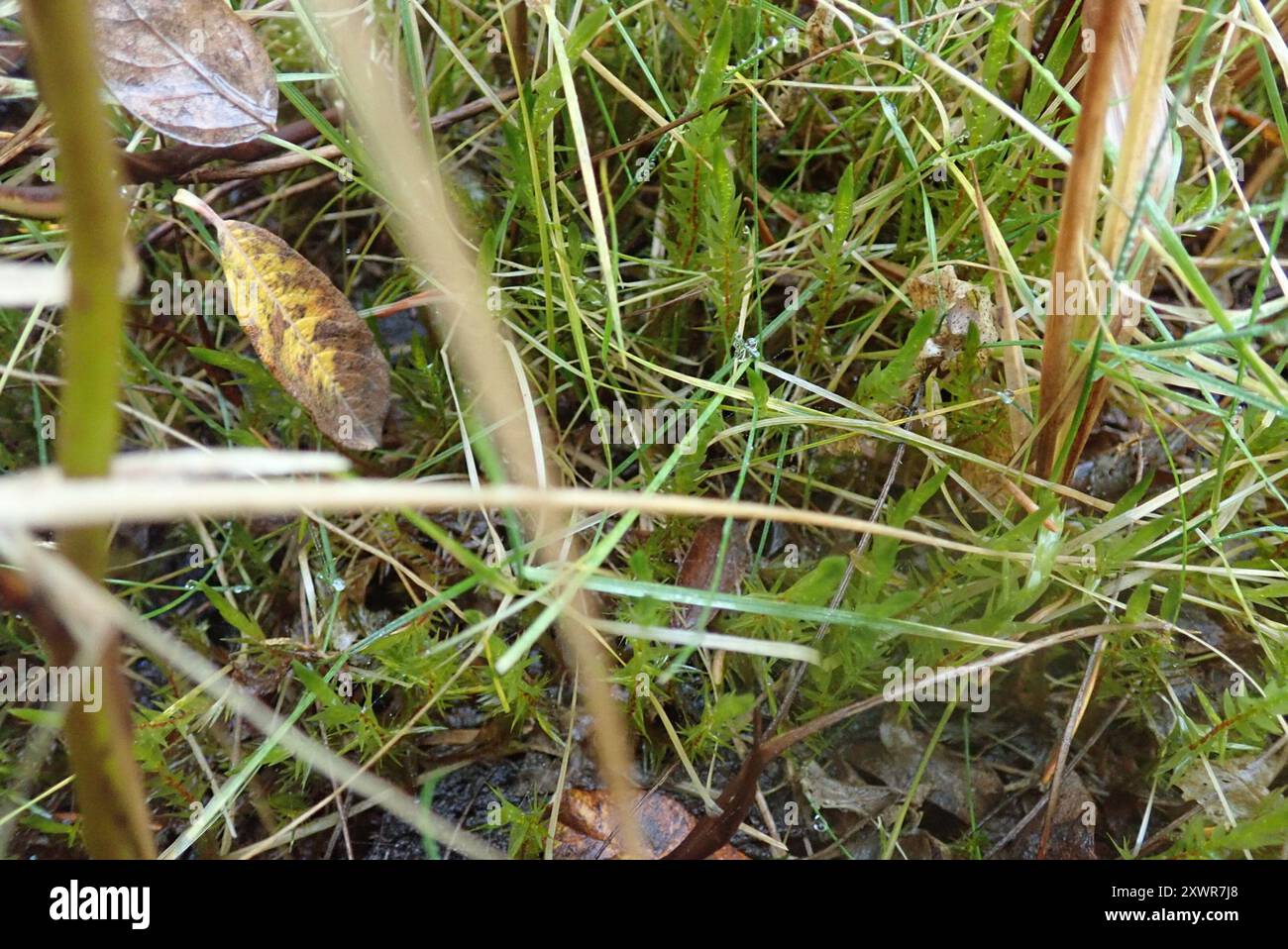 New Mexican fontinalis moss (Fontinalis neomexicana) Plantae Stock ...