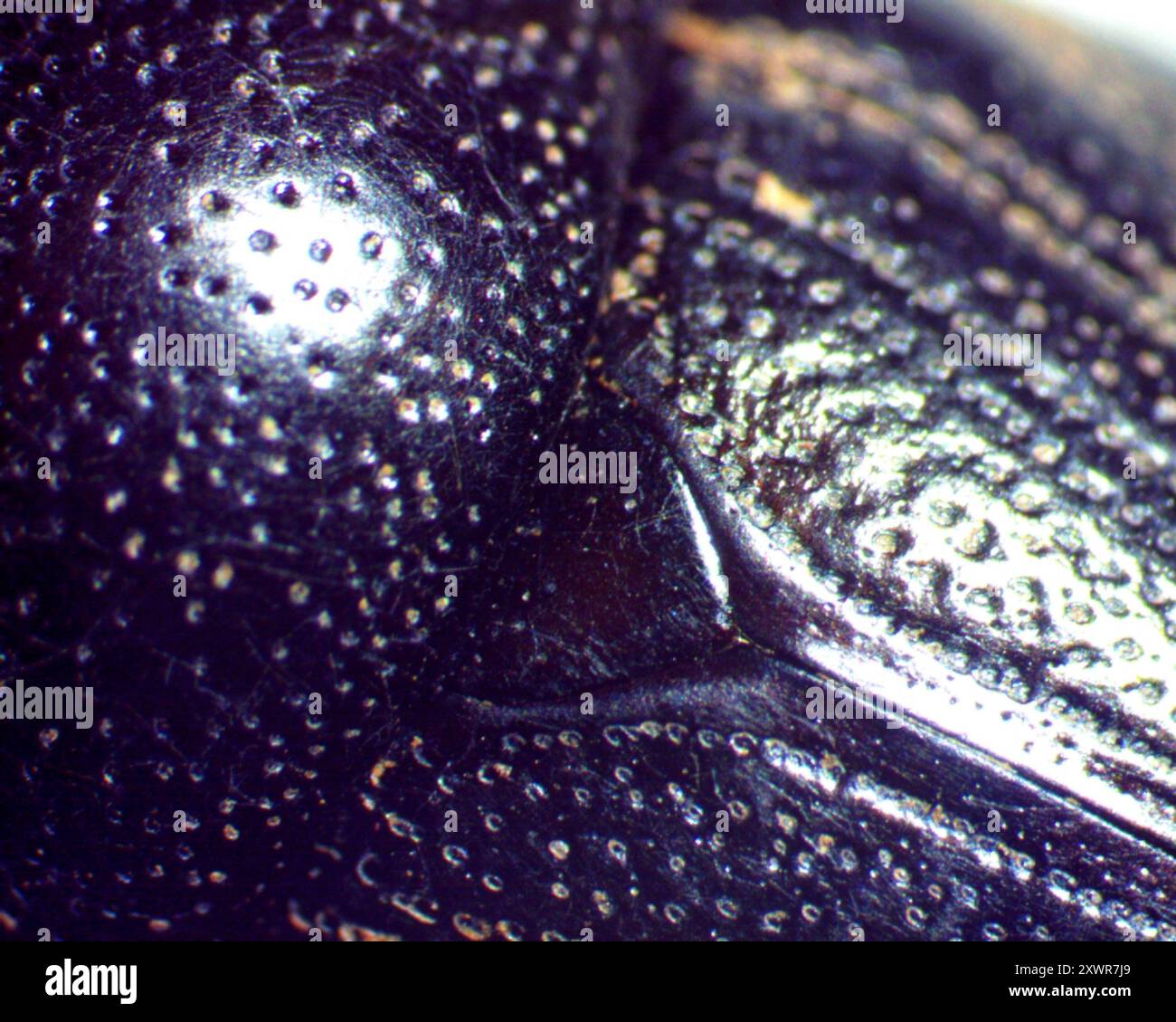 Sugarcane Beetle (Euetheola humilis) Insecta Stock Photo - Alamy