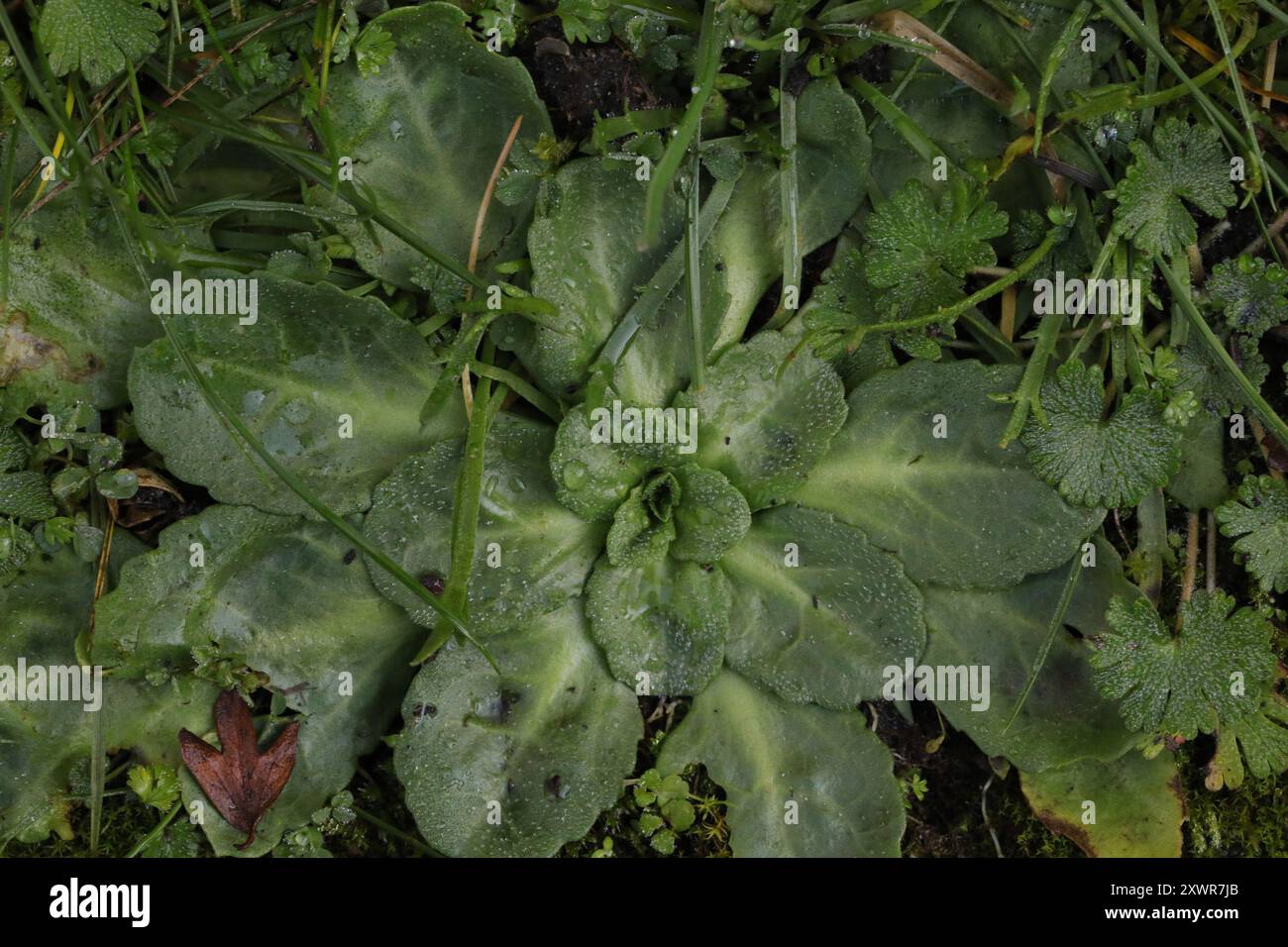 Lawn daisy (Bellis perennis) Plantae Stock Photo - Alamy