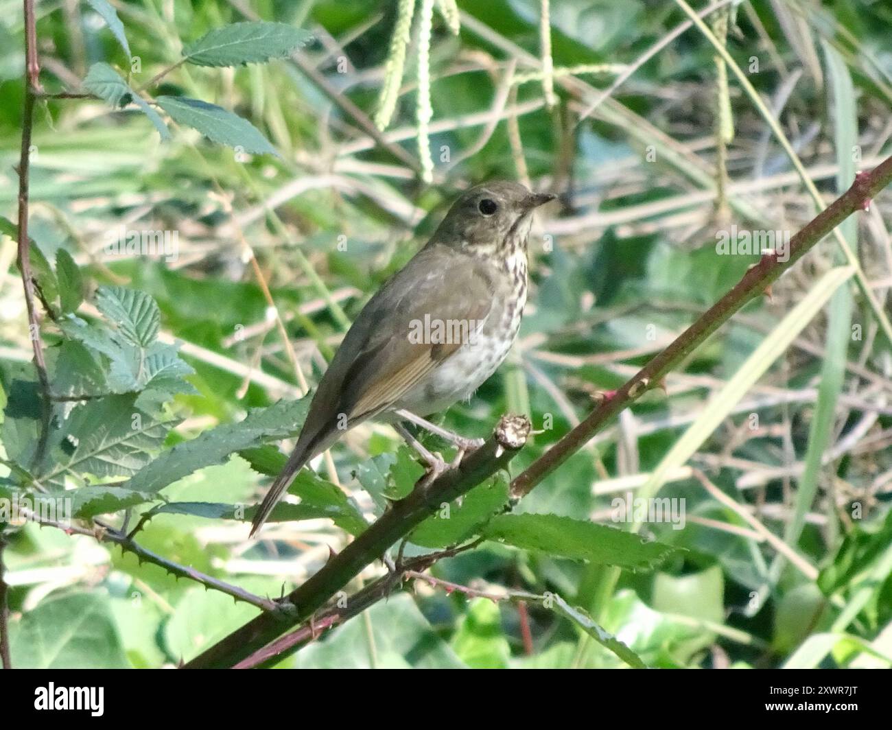 Hermit Thrush (Catharus guttatus) Aves Stock Photo - Alamy