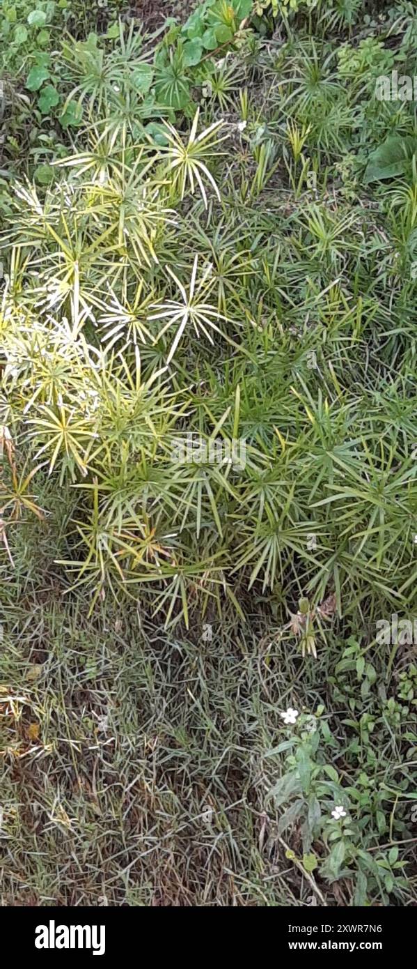 Umbrella papyrus (Cyperus alternifolius flabelliformis) Plantae Stock ...